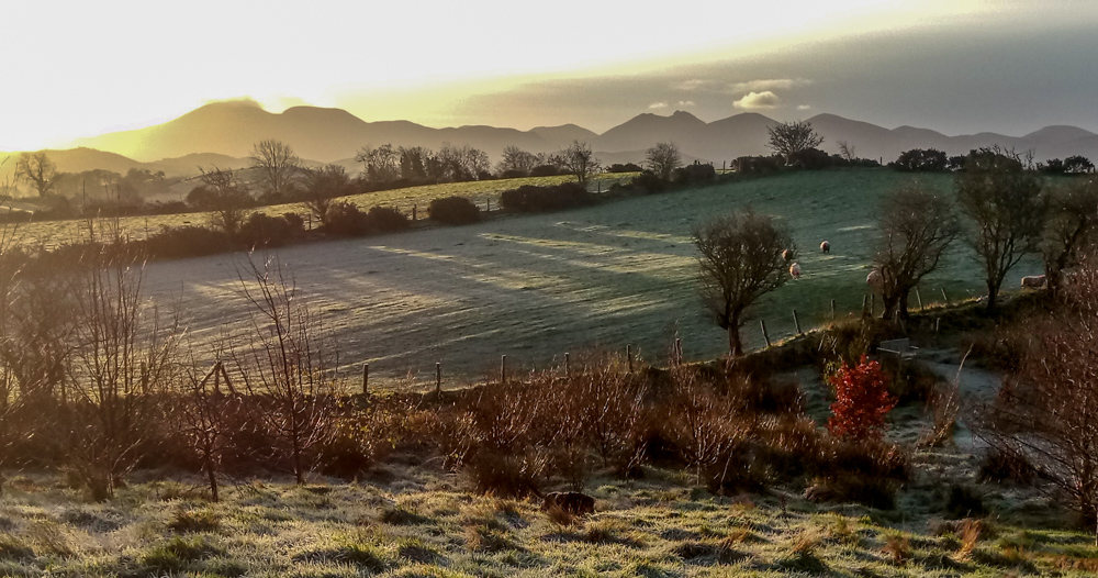 Turnip House Ireland
